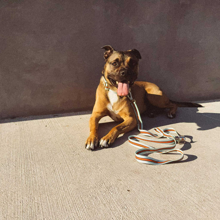 Vuzz Dog Shop – vuzz.co