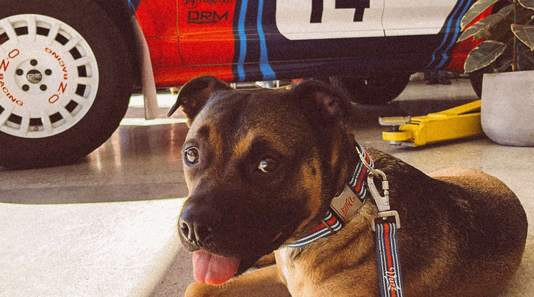 Vuzz Dog Shop – vuzz.co