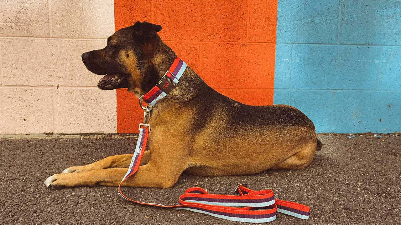 Vuzz Dog Shop – vuzz.co