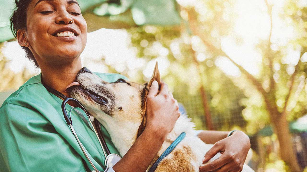 Vuzz Dog Shop – vuzz.co